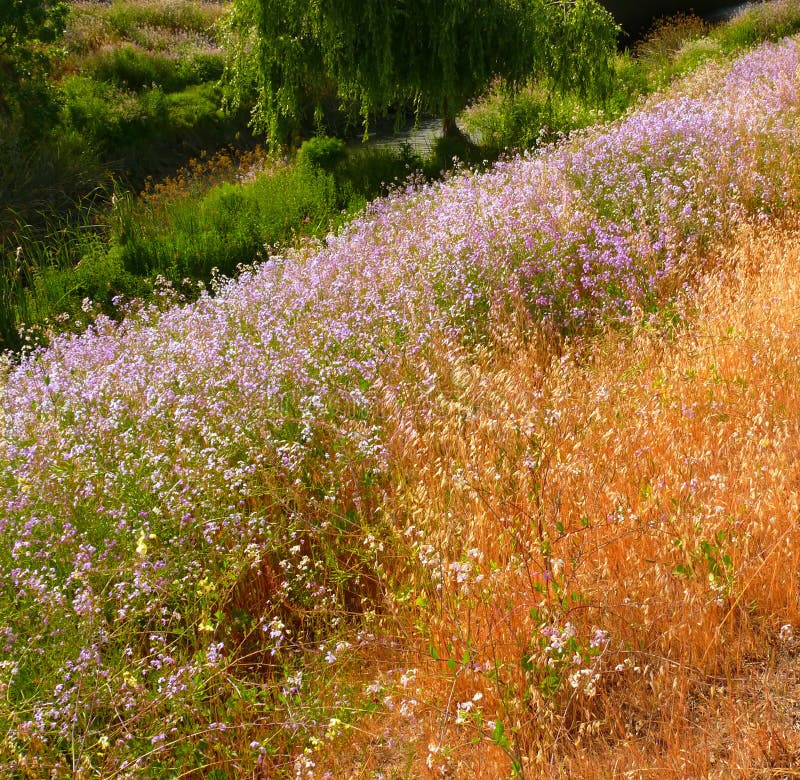 Late spring colors stock photo. Image of dark, grains - 5141516