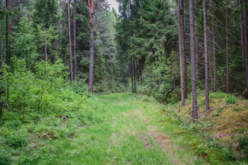 Path in a Dense Coniferous Forest Stock Photo - Image of coniferous ...