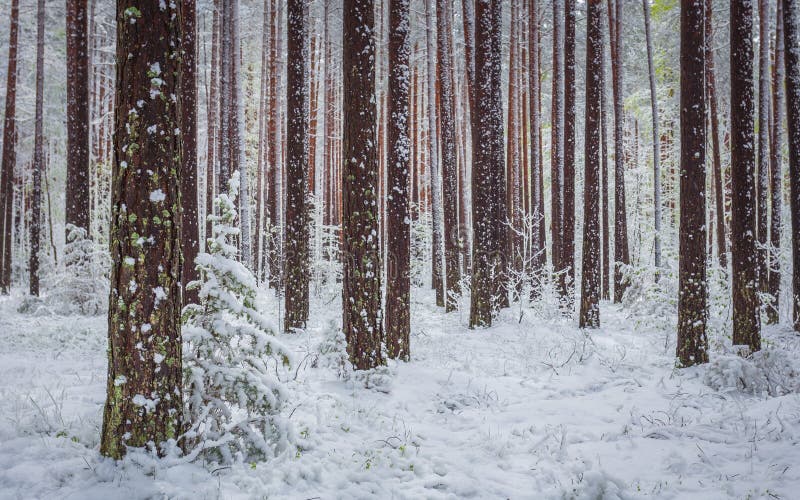 Late Spring Snow in the Forest, Unusual Phenomena Stock Image - Image ...