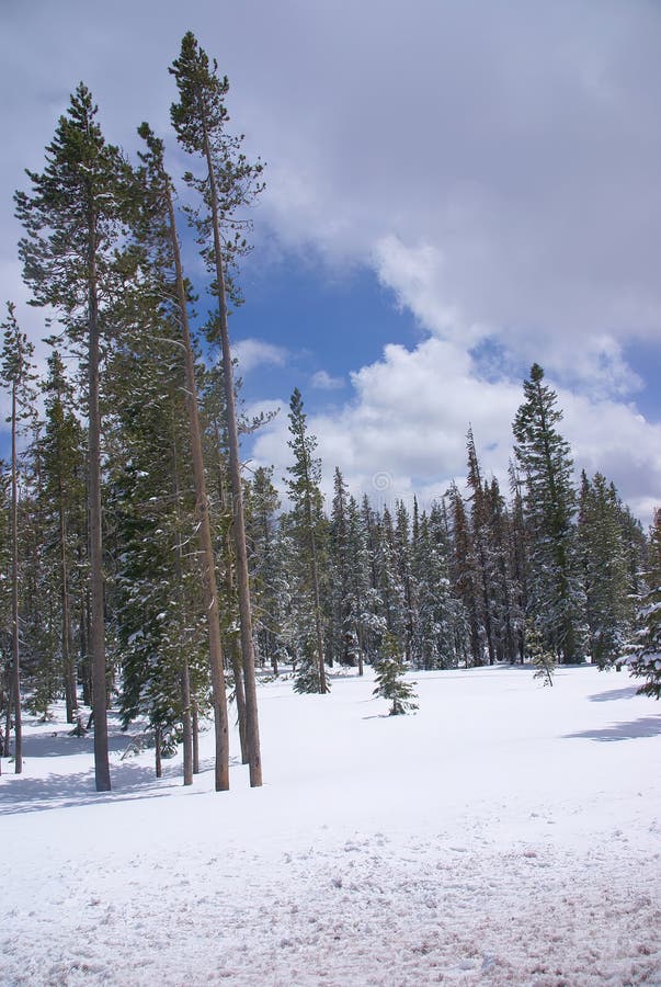Late Spring Snow on Pine Forest Stock Photo - Image of bark, ponderosa ...