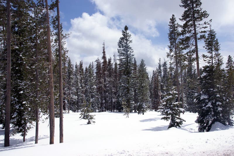 Late Spring Snow on Pine Forest Stock Image - Image of spring, trees ...