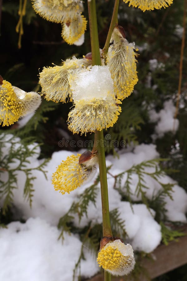 Late Spring Snow on Yellow Willow Blossoms Stock Photo - Image of ...