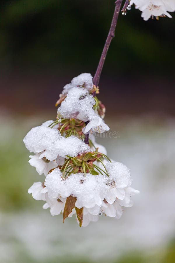 Late spring snowfall stock photo. Image of bunch, bloom - 70490566