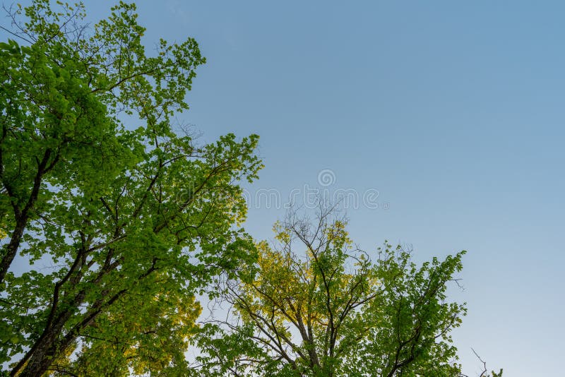 Late Spring Trees in Sunset Against Blue Sky.. Stock Image - Image of ...