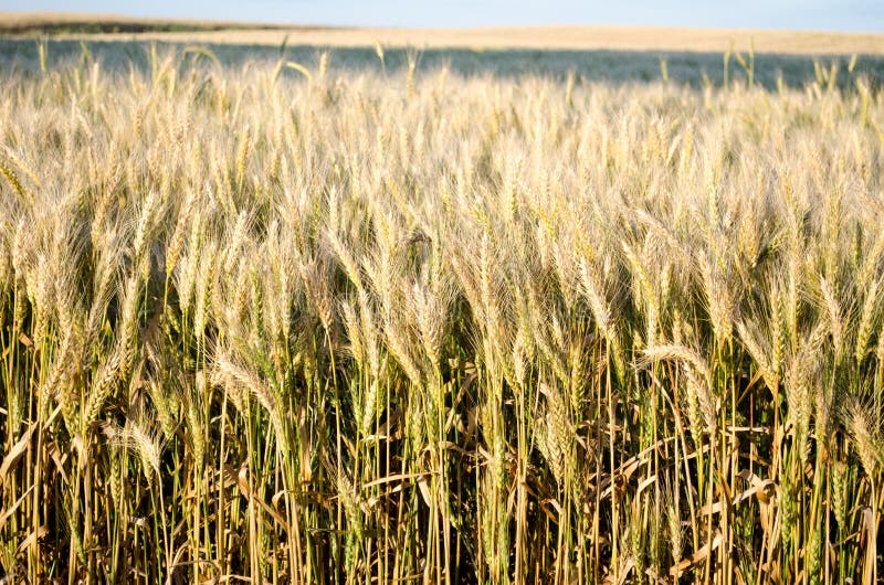 Late Spring Wheat Field stock image. Image of crops, summer - 93711245
