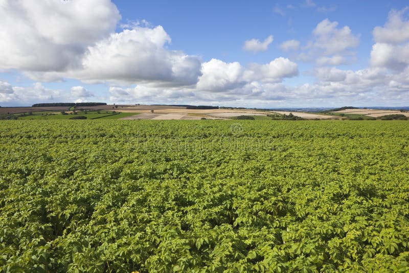 Late summer potato crops stock image. Image of summer - 26599409