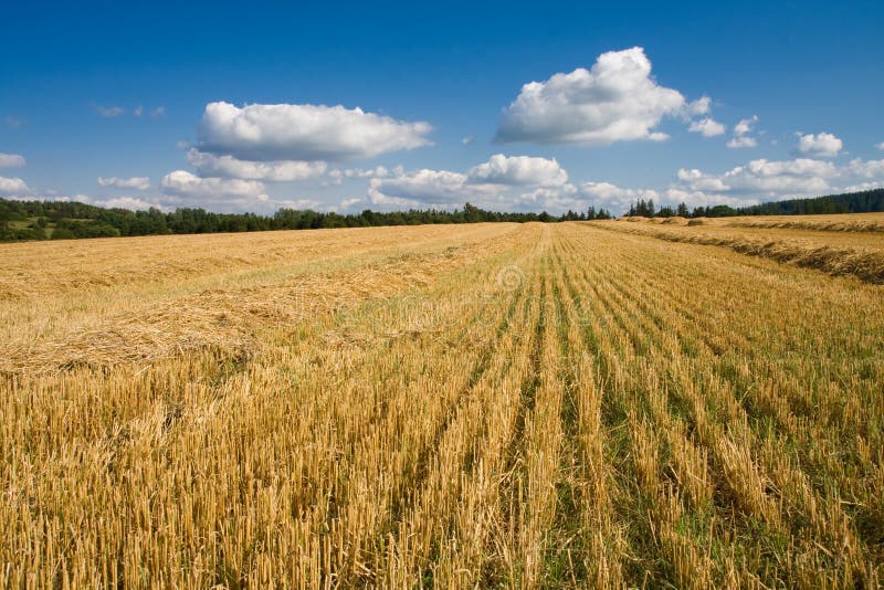Late summer scenery stock photo. Image of bread, field - 10960156