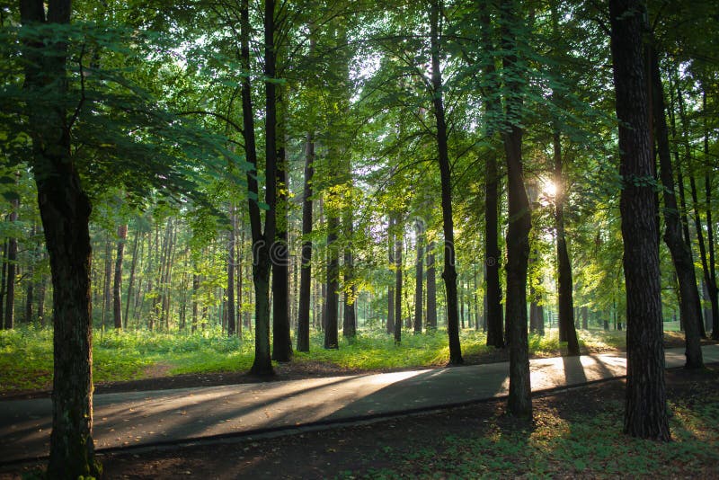 Late Summer Sunlight Breaking through the Trees Stock Image - Image of ...