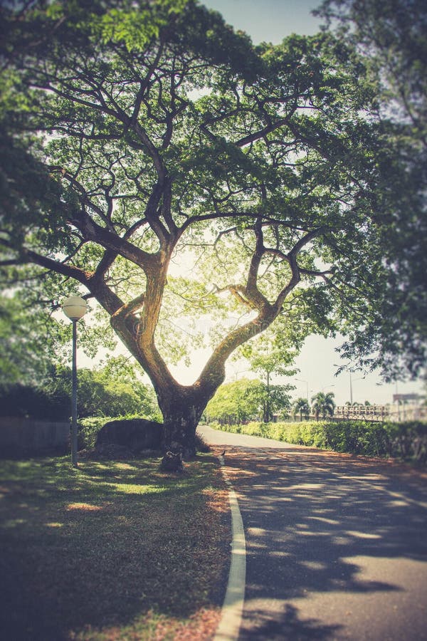 Late Summer Sunlight Breaking through the Trees Stock Image - Image of ...