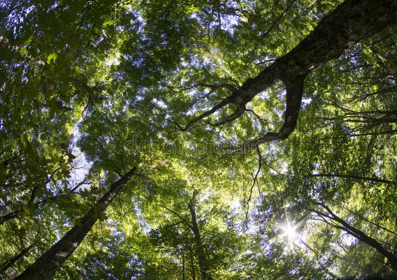 Late Summer Tree Canopy Shot with Fish Eye Lens Stock Photo - Image of ...