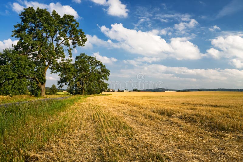 Late summer scenery stock photo. Image of bread, field - 10960156