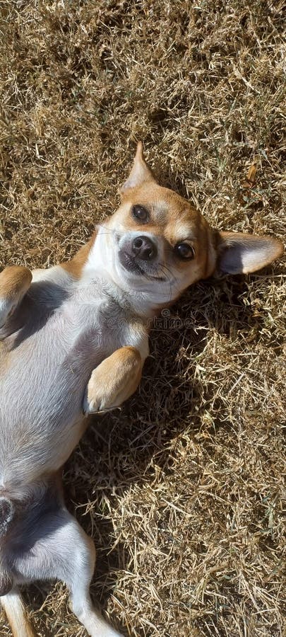 Late Sun Roll stock image. Image of roll, late, rollbark - 233086777