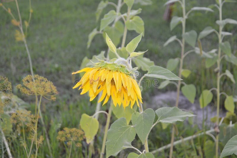 Late Sunflower Bent in the Evening in the Garden Stock Image - Image of ...