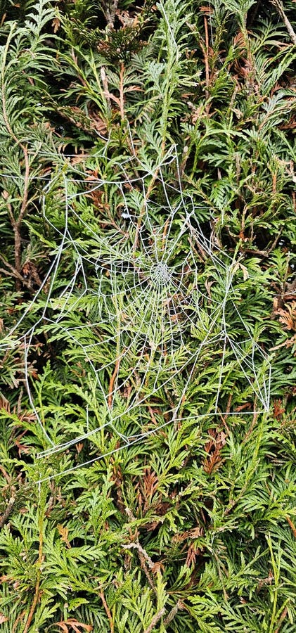 Late web spiders stock photo. Image of prairie, crop - 379375936