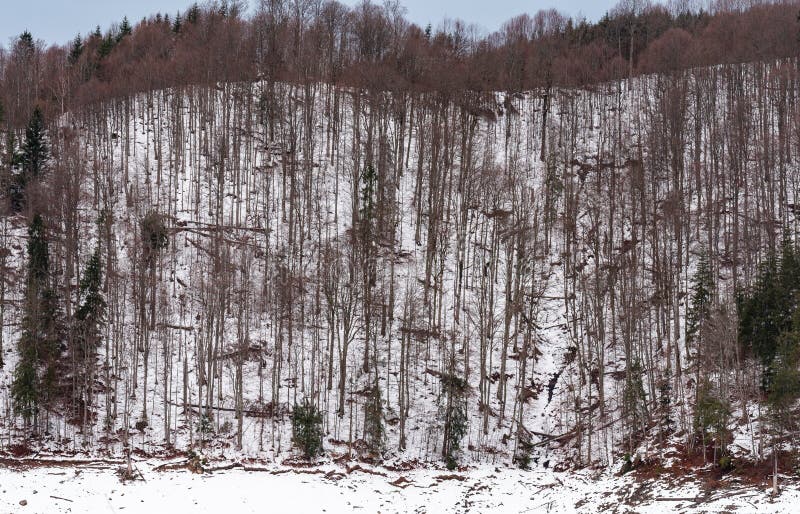 Late Winter Bold Forest Vegetation Stock Image - Image of snowy, woods ...