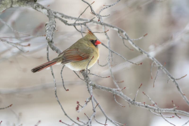 Late Winter Cardinal Female Perched on Maple Stock Image - Image of ...
