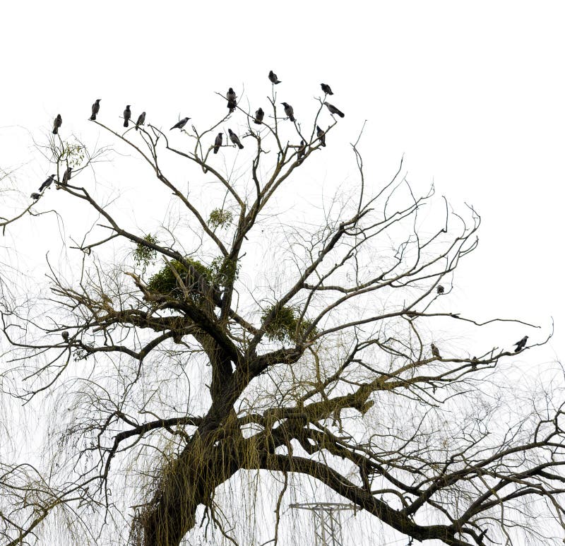 Crow meeting in a tree stock image. Image of late, tree - 109772309