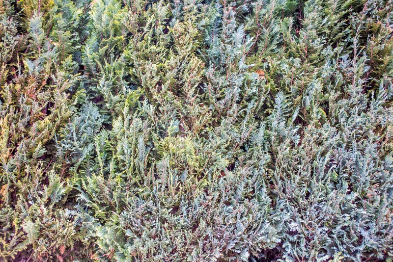 202 Seamless Winter Grass Texture Stock Photos - Free & Royalty-Free ...