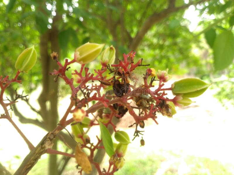 Kamranga Stock Photos - Free & Royalty-Free Stock Photos from Dreamstime