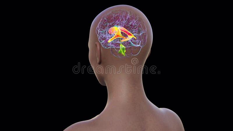 The Lateral Brain Ventricles, 3D Animation Stock Footage - Video of ...