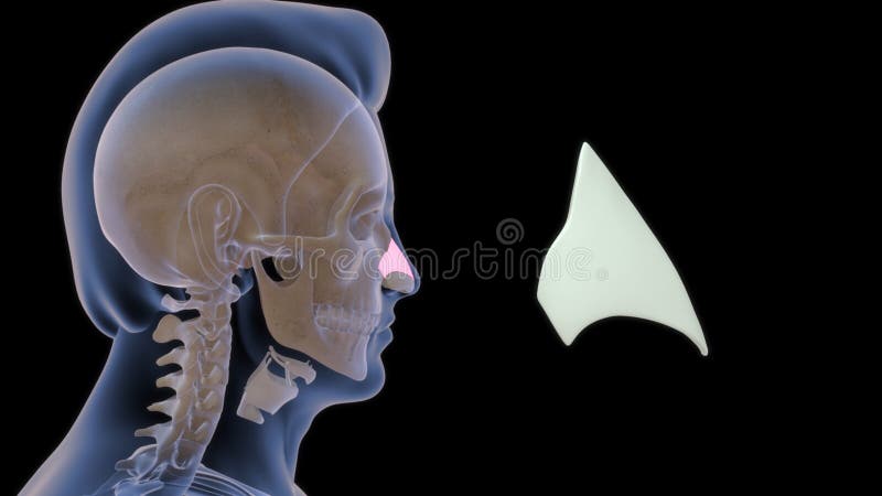Location of Lateral Cartilage in Human Stock Illustration ...