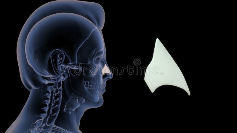 Location of Lateral Cartilage in Human Stock Illustration ...