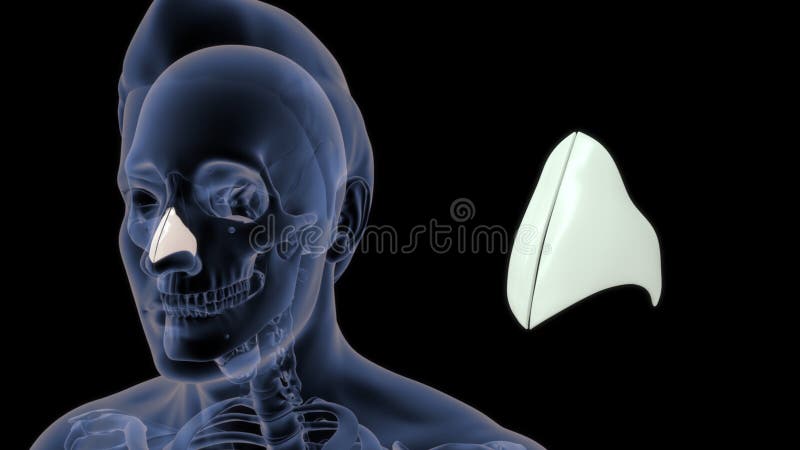 Location of Lateral Cartilage in Human Stock Illustration ...