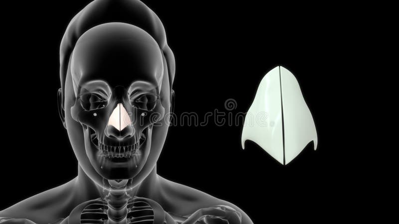 Location of Lateral Cartilage in Human Stock Illustration ...