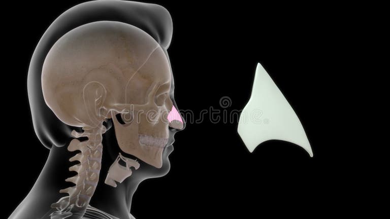 Location of Lateral Cartilage in Human Stock Illustration ...