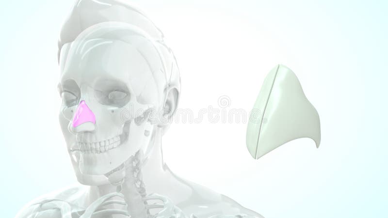 Location of Lateral Cartilage in Human Stock Illustration ...