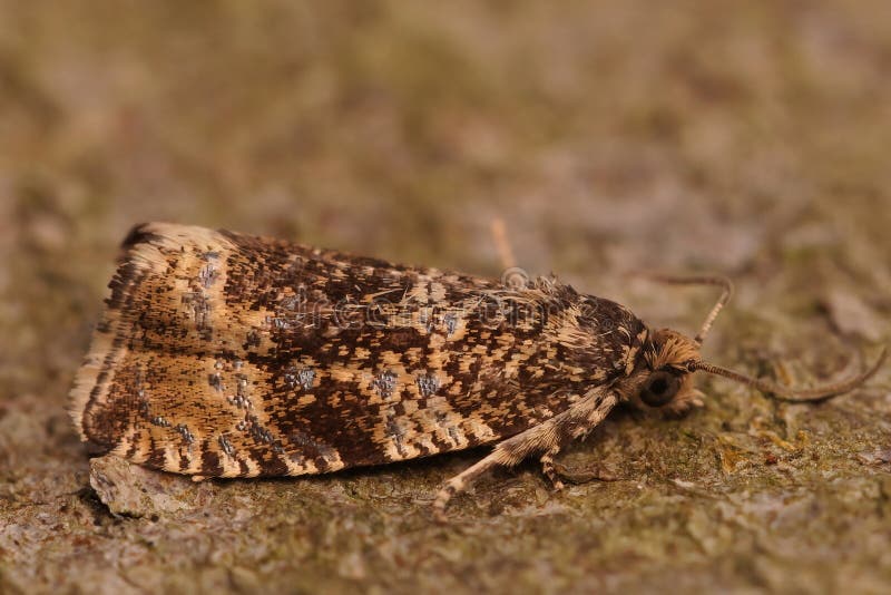 Lateral Closeup of the Common Marble Tortrix Micro Moth, Celypha ...