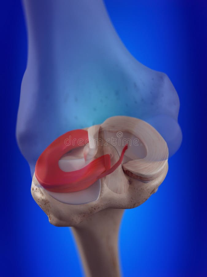 The lateral meniscus stock illustration. Illustration of anatomical ...