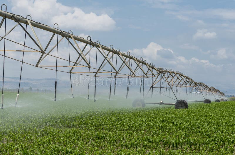 Lateral Move Irrigation System Stock Image - Image of environment, farm ...