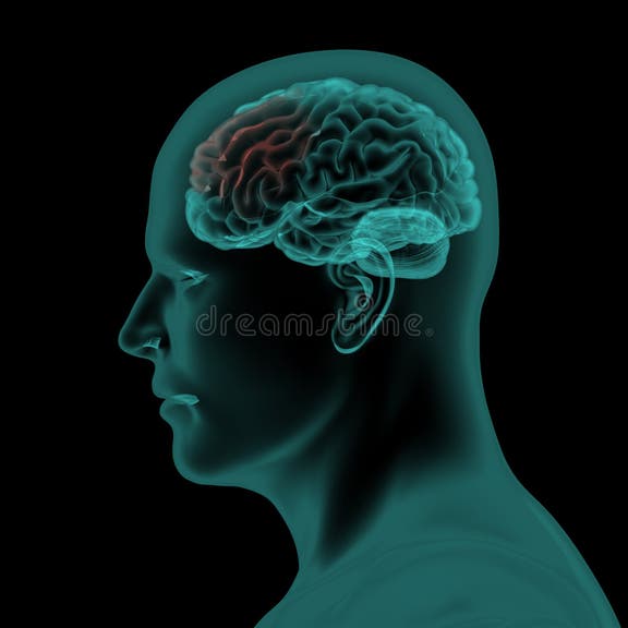 Lateral X-ray Scan View of Human Head and Brain Stock Illustration ...