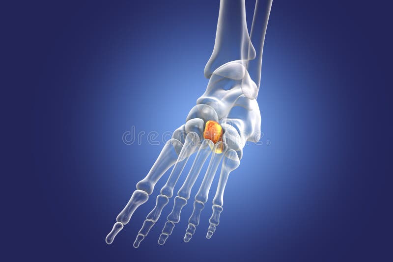 Intermediate Cuneiform Bone of the Foot, 3D Illustration Stock ...