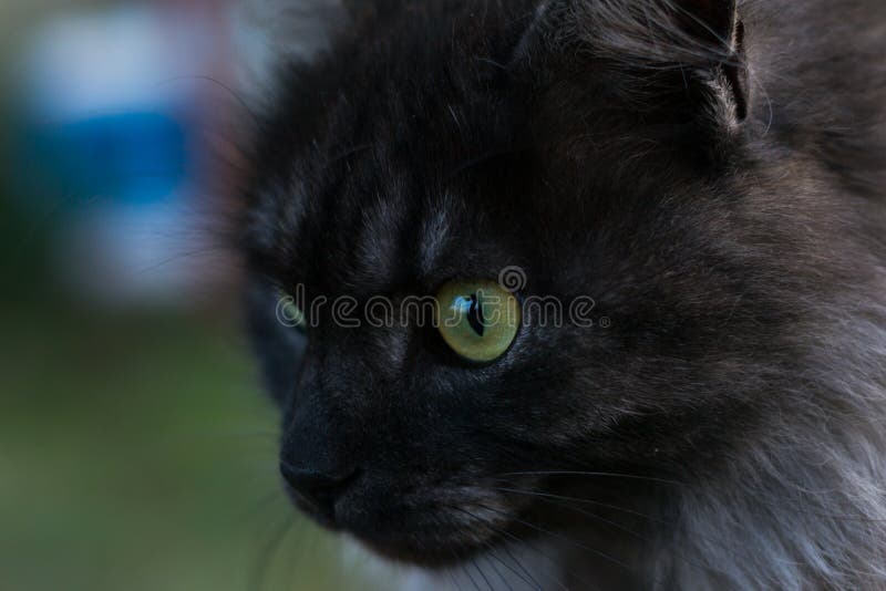 Lateral View Cat Stock Photos - Free & Royalty-Free Stock Photos from ...
