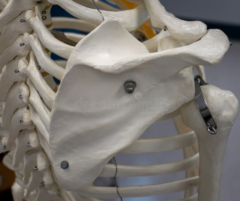 Human Scapula Articulation with Clavicle and Humerus Stock Image ...