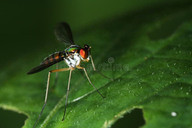 Lateral View - Long Legged Fly Stock Image - Image of predaceous, pest ...