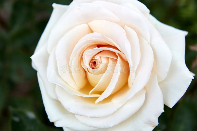 Lateral View of White Rose. Selective Focus. Horizontal Photography ...