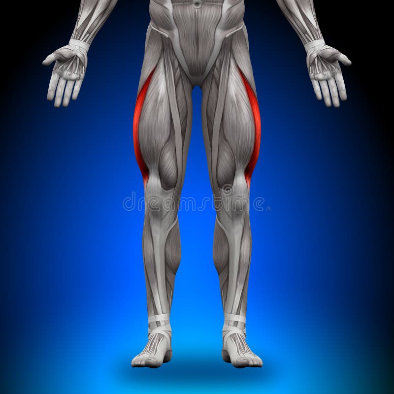 Tendones De La Corva - Músculos De La Anatomía Stock de ilustración ...