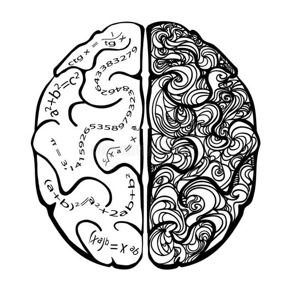 Lateralization of Brain Function Stock Vector - Illustration of ...