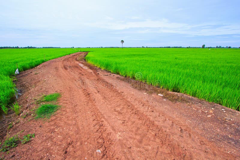 Laterite Road in the Rice Field Stock Image - Image of field ...