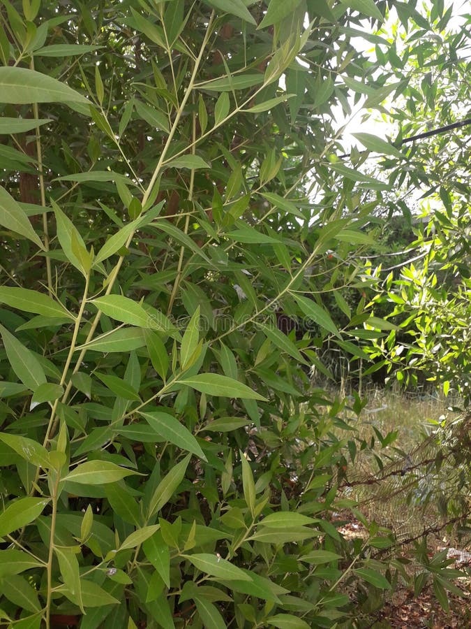 Latest Vertical Green Tree with Sharp Leaves Background. Plants ...