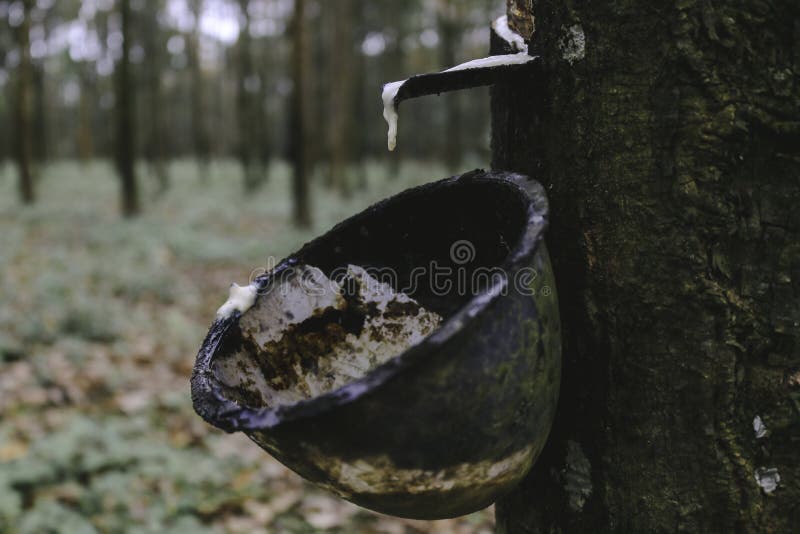 Latex Extracted from Rubber Tree Source of Natural Rubber Stock Image ...