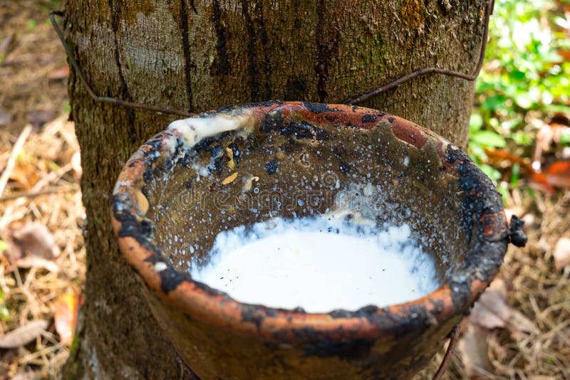Latex Extracted from Rubber Tree Source of Natural Rubber Stock Photo ...