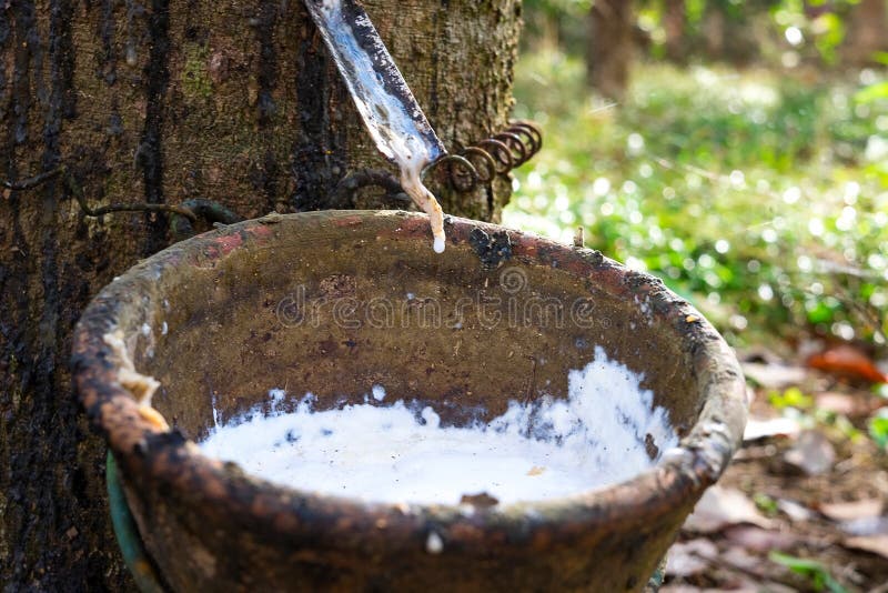 Latex Extracted from Rubber Tree Source of Natural Rubber Stock Photo ...