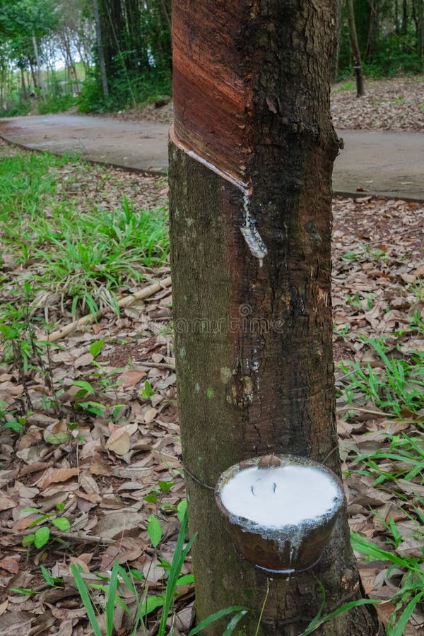 Latex Extracted from Rubber Tree Source of Natural Rubber Stock Image ...