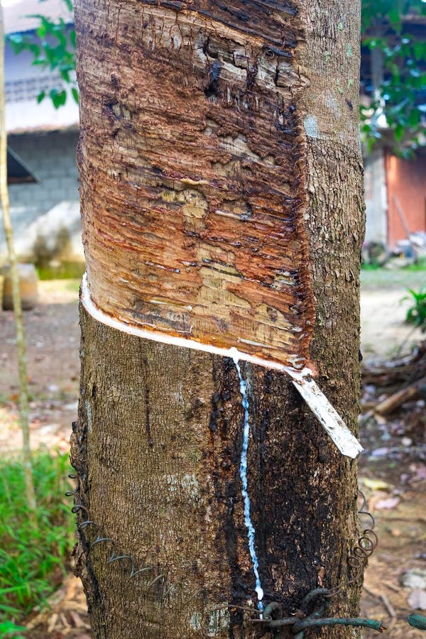 Latex Extracted From Rubber Tree Source Of Natural Rubber Stock Photo ...