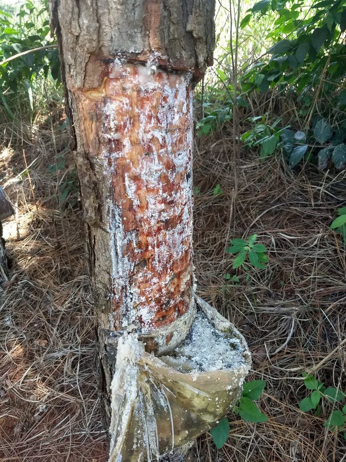 Latex extraction stock image. Image of carving, trunk - 218746787