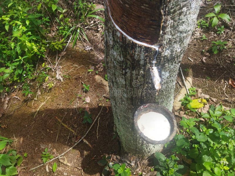 Latex Liquid Rubber Tree in Bowl Stock Image - Image of latex, bowl ...